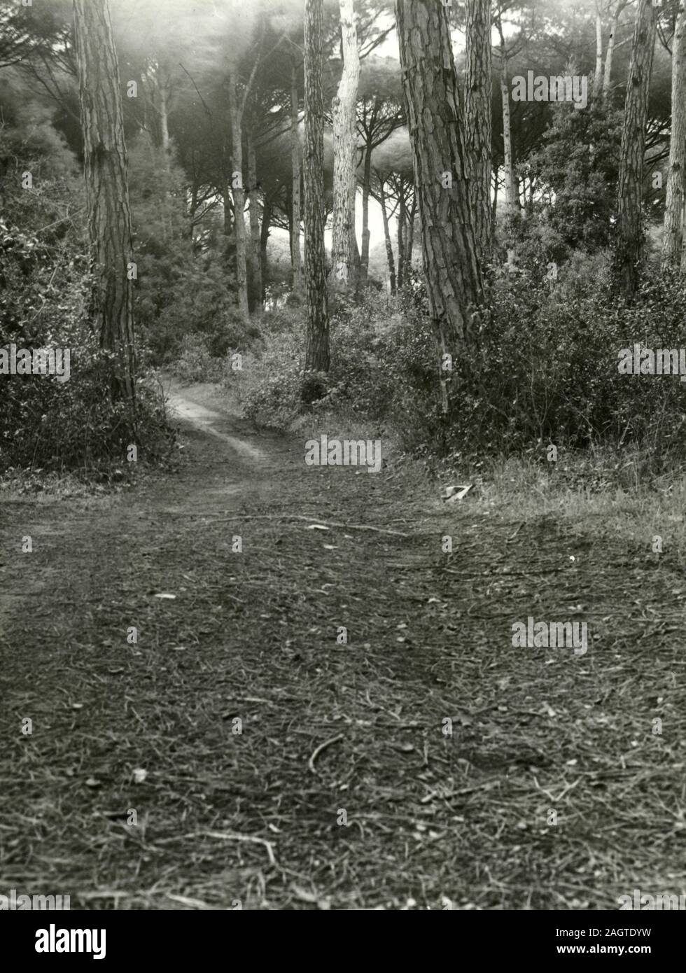 The pine forest where Italian Army officer, aviator, and Fascist ...