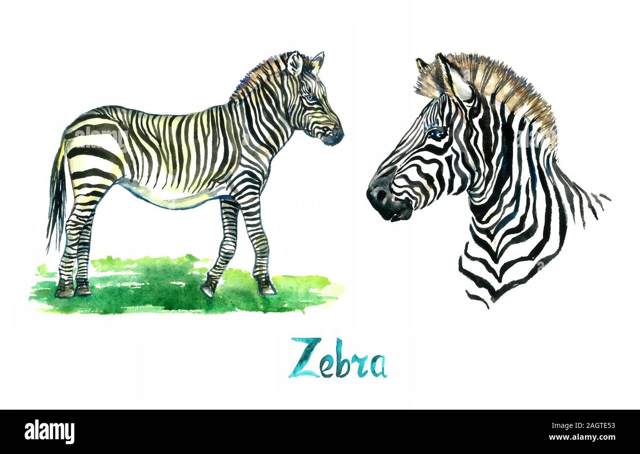 Zebra standing, side view, handpainted watercolor illustration isolated ...