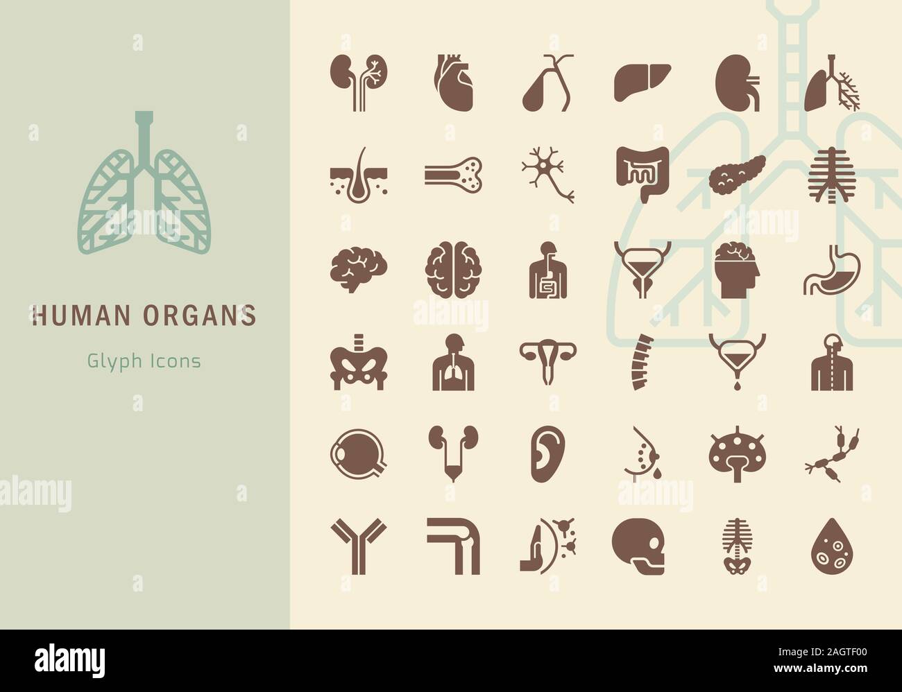 Large set of linear vector icons of human organs with signatures Stock ...
