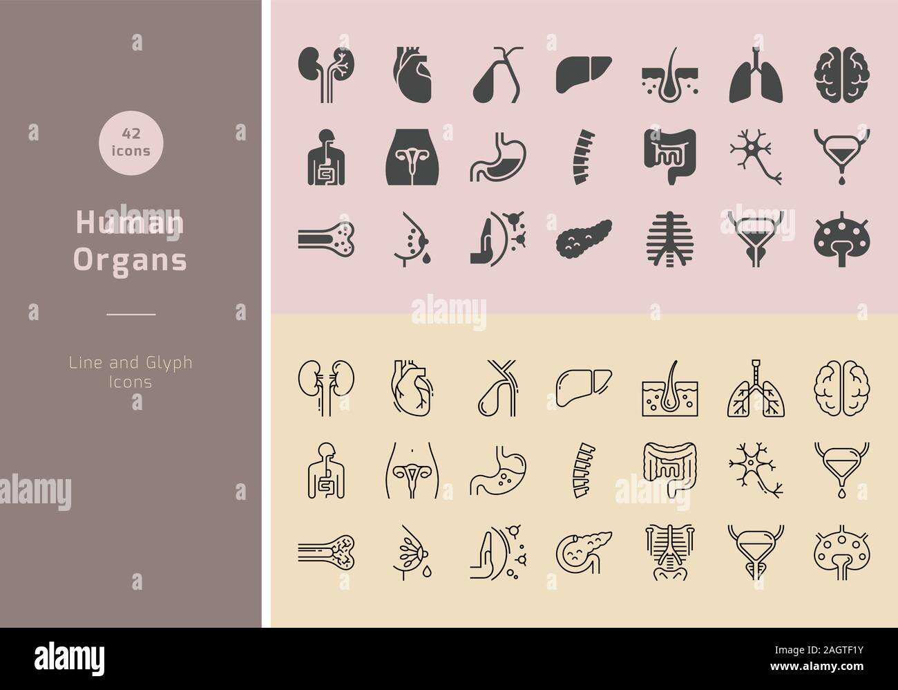 Large Set Of Linear Vector Icons Of Human Organs With Signatures Stock