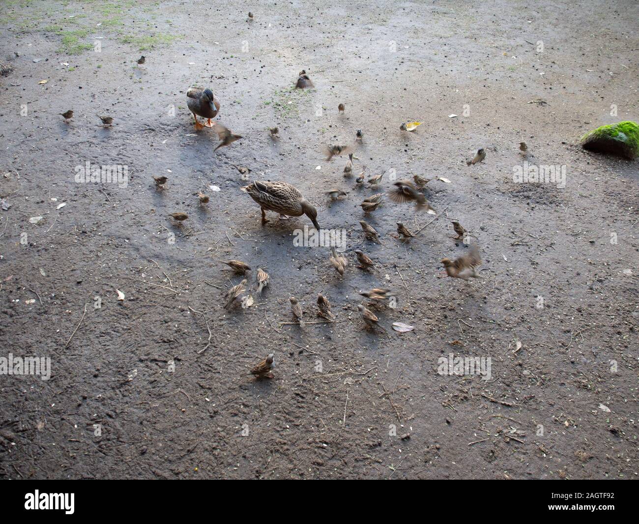 Ground feeding birds hi-res stock photography and images - Alamy