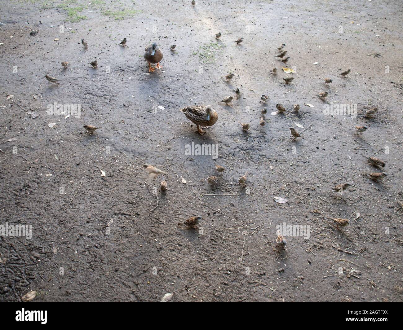 Ground feeding birds hi-res stock photography and images - Alamy