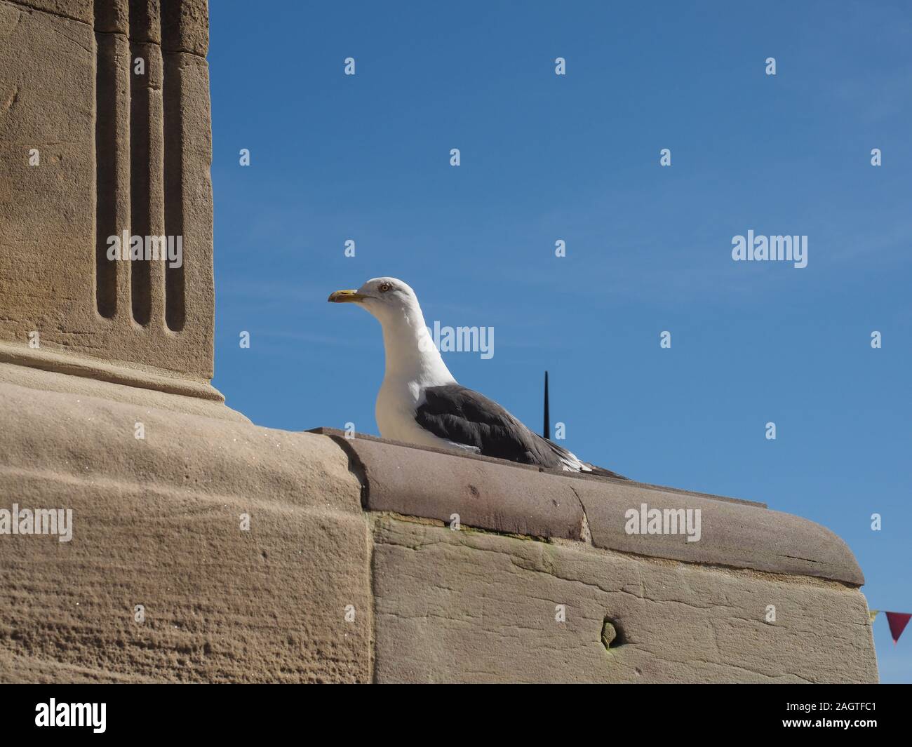 gull seabird aka Seagull or Mew animal of phylum Chordata, clade ...