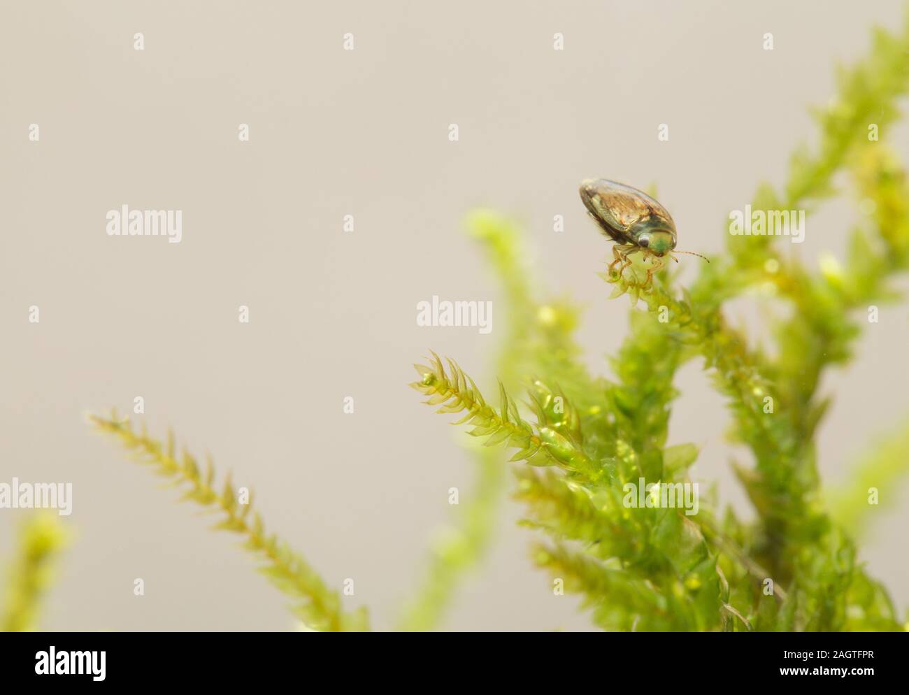 Diving beetle (Laccophilus minutus Stock Photo - Alamy