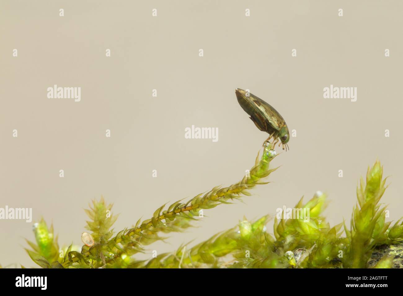 Diving beetle (Laccophilus minutus Stock Photo - Alamy