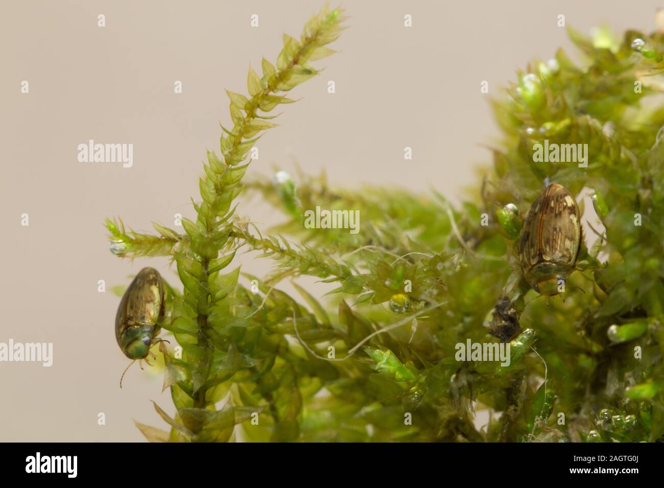 Diving beetle (Laccophilus minutus Stock Photo - Alamy