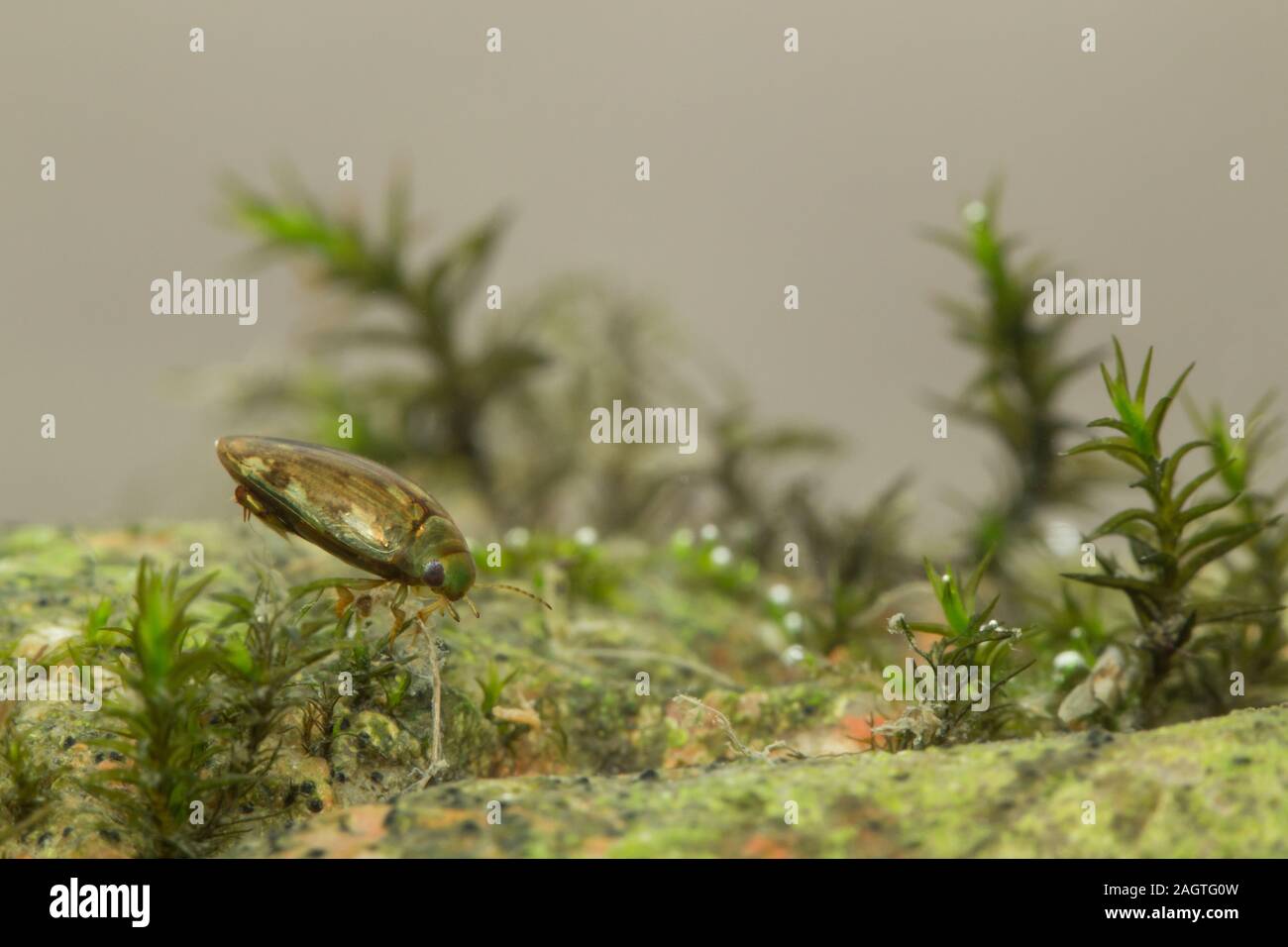 Diving beetle (Laccophilus minutus Stock Photo - Alamy