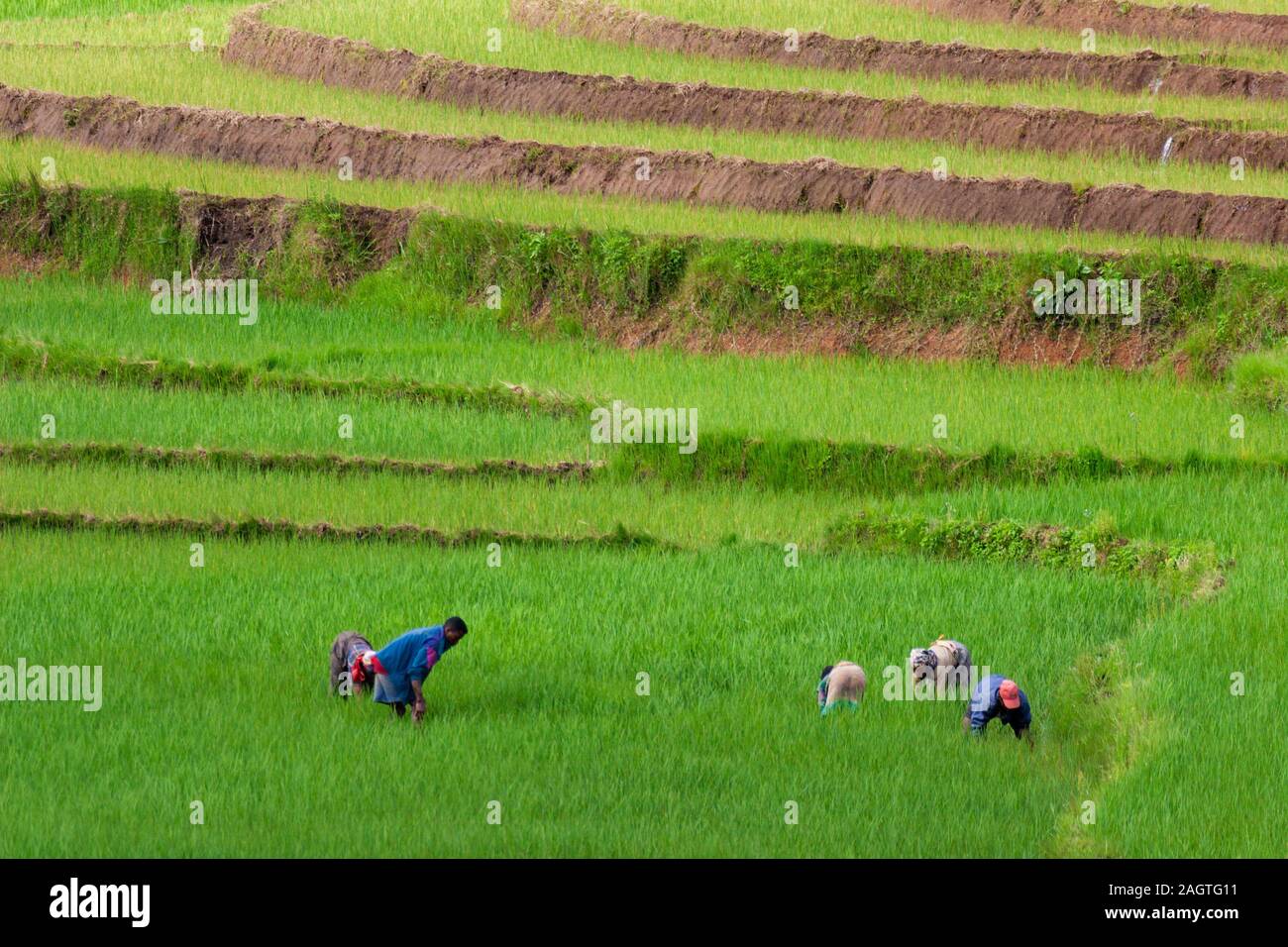 Rice field near Andringitra national park, Madagascar Stock Photo - Alamy