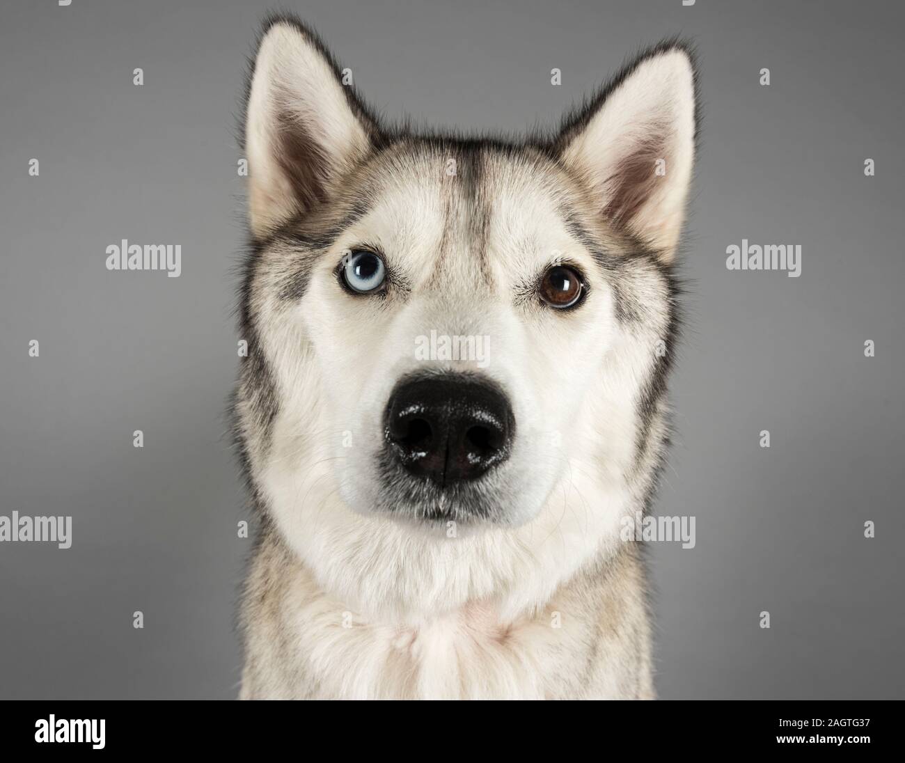 Husky head shot hi-res stock photography and images - Alamy