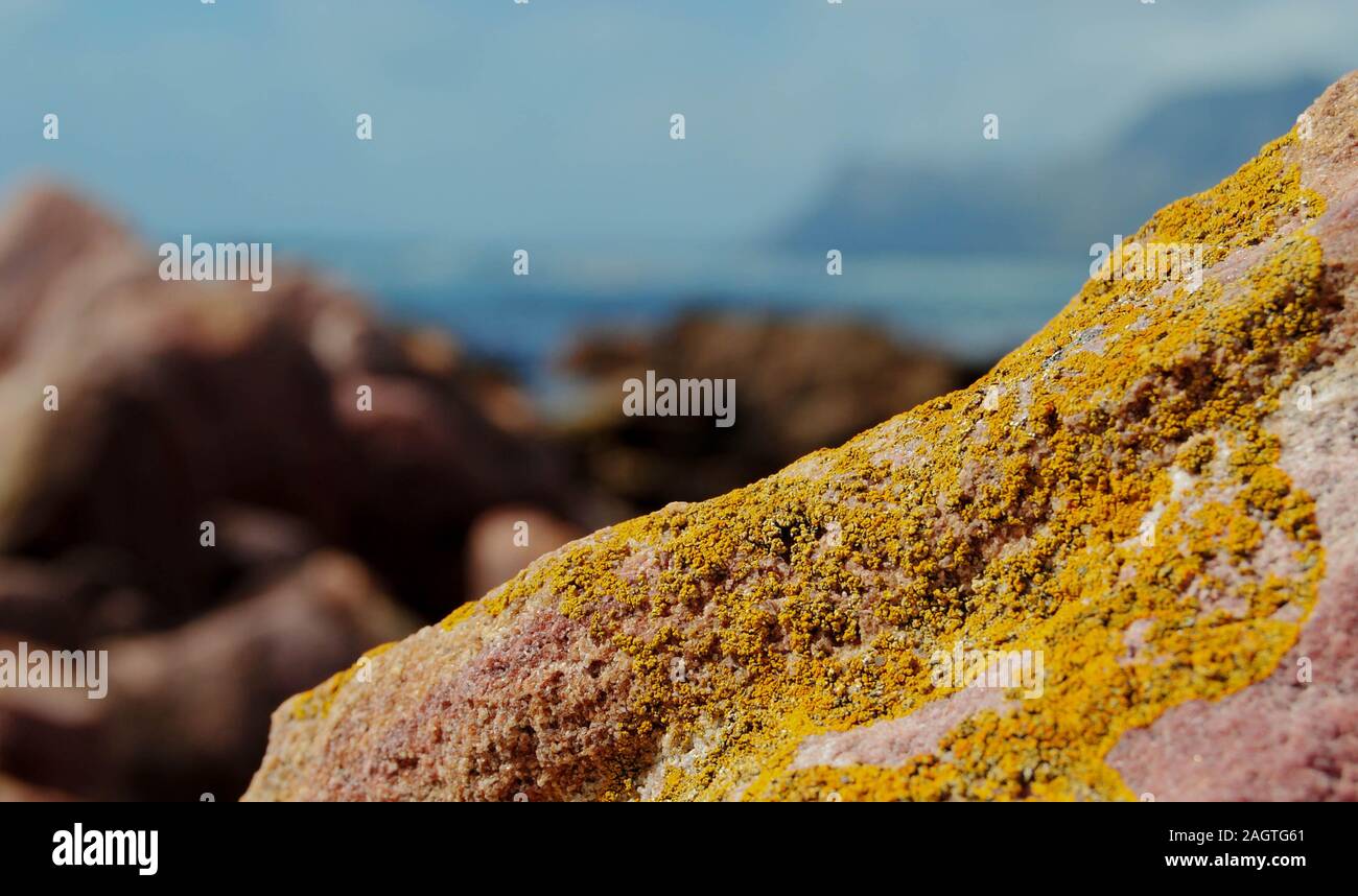 Yellow Moss On Sunny Rock Stock Photo - Alamy