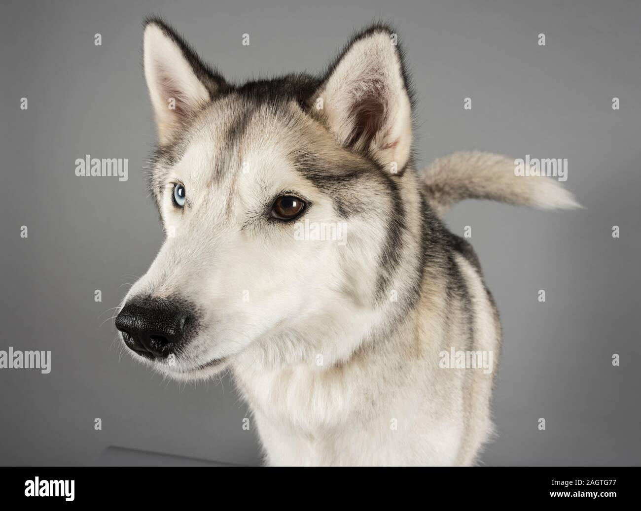 Husky head shot hi-res stock photography and images - Alamy