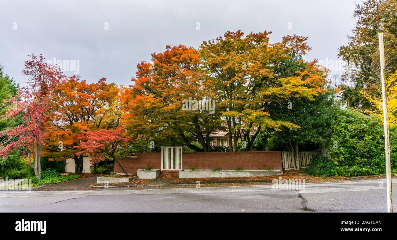 Beautiful autumn colors from tree of a home in West Seattle, Washington ...