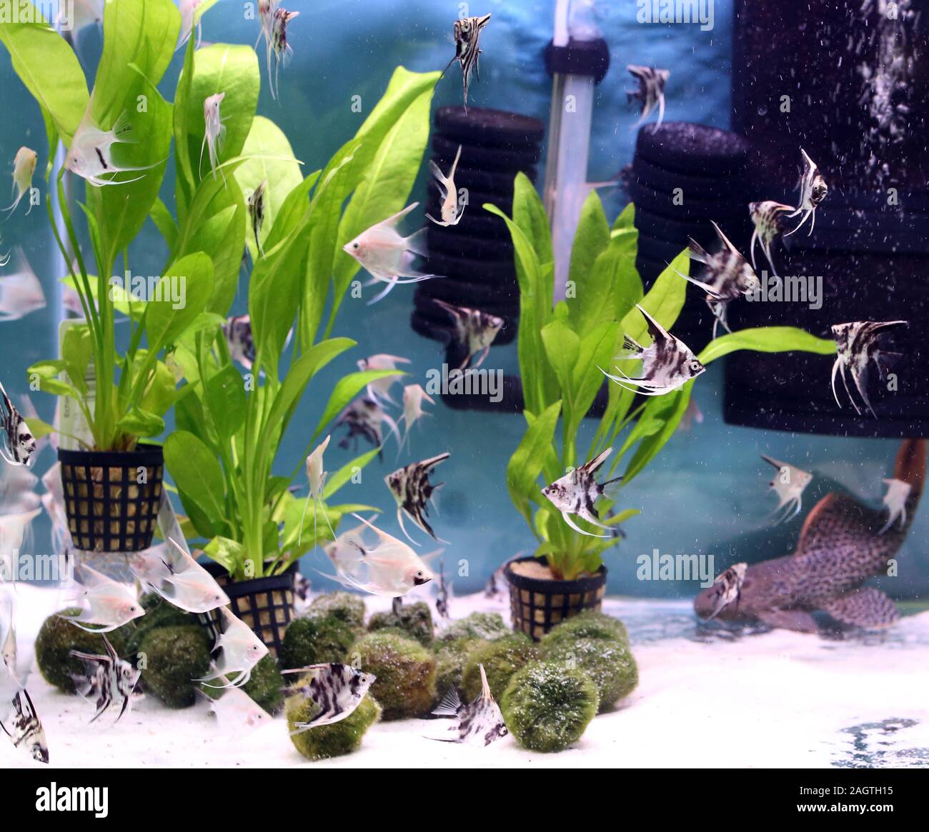 A photo of a beautiful planted freshwater aquarium Stock Photo - Alamy