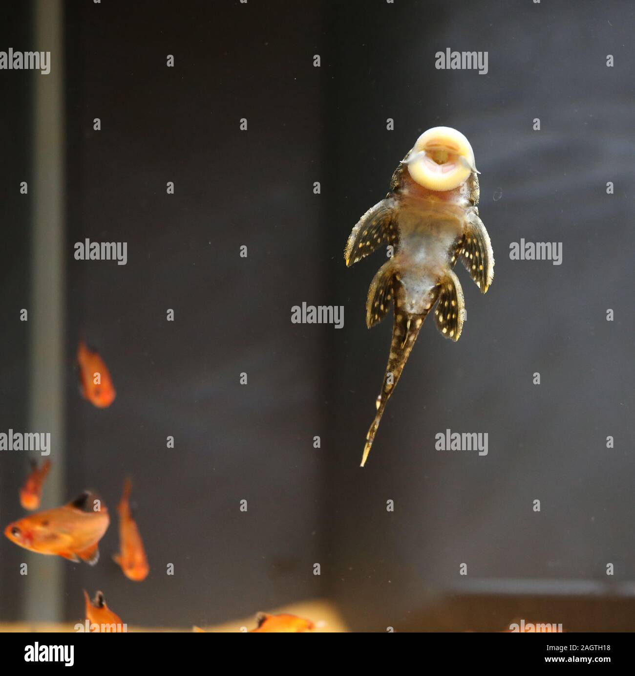 A photo of a beautiful planted freshwater aquarium Stock Photo - Alamy