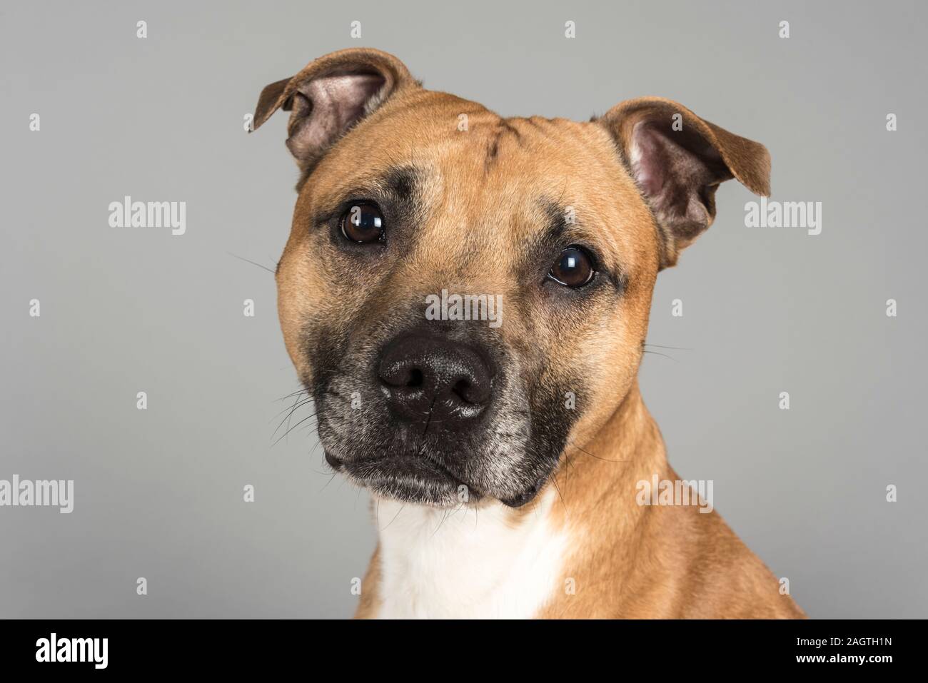 Male, Staffordshire Bull Terrier, 6 years old, UK Stock Photo - Alamy