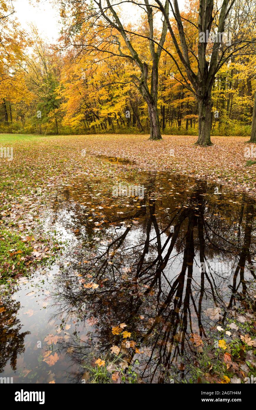Two hardwood maple trees reflecting in a small water puddle in the ...