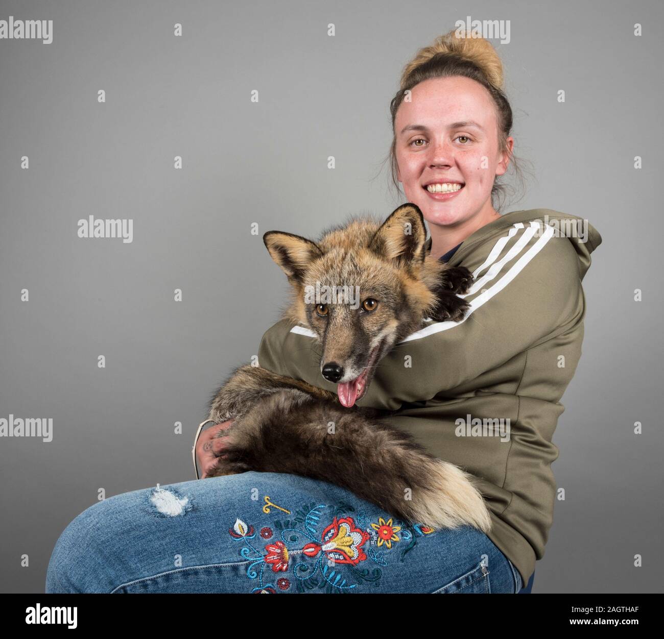 Red fox shy animal photo hi-res stock photography and images - Alamy