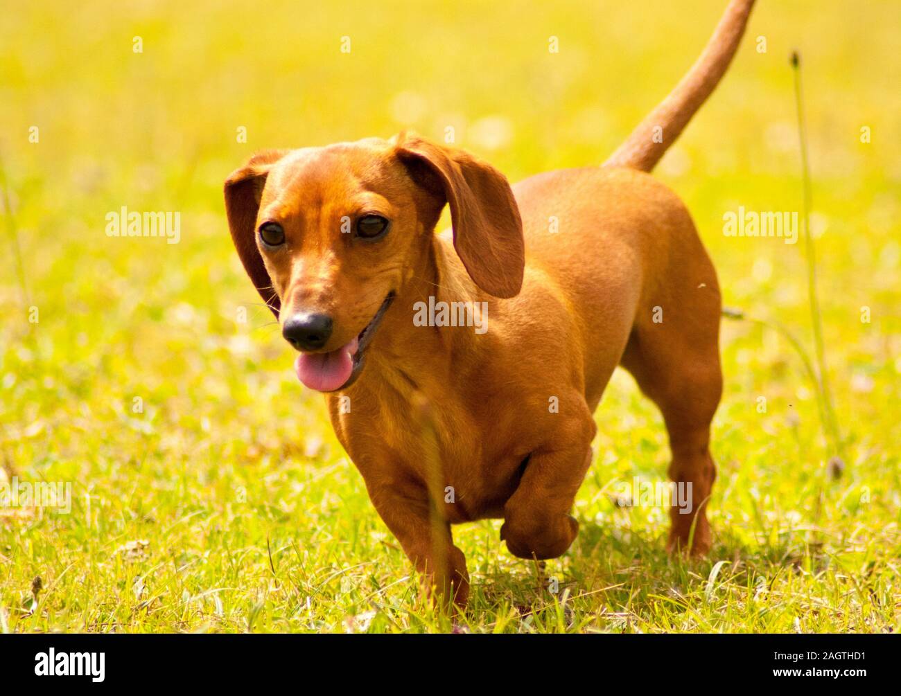 The wonderful breed of the Miniature Dachshund, dog Stock Photo - Alamy