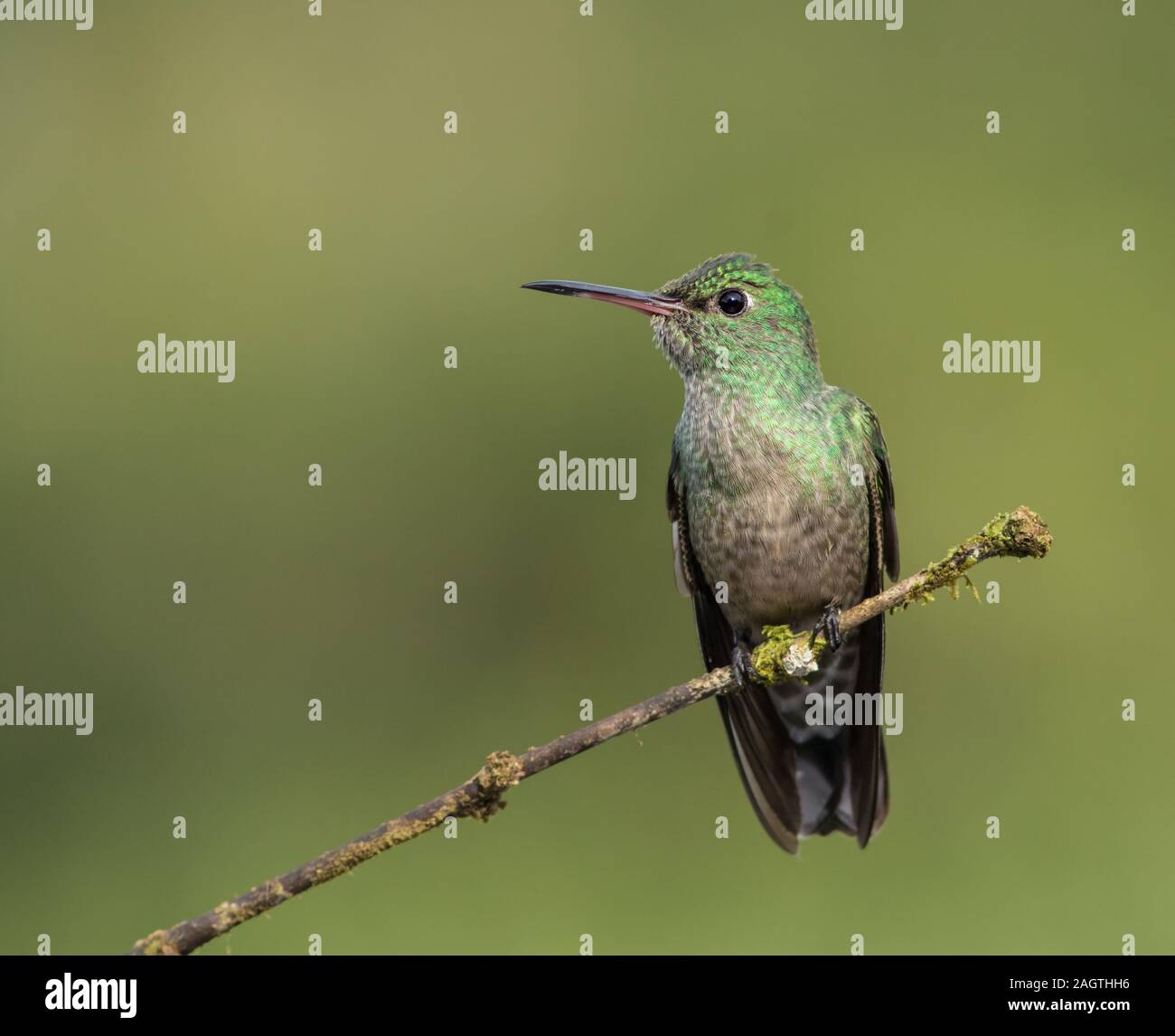 South american hummingbird hi-res stock photography and images - Alamy