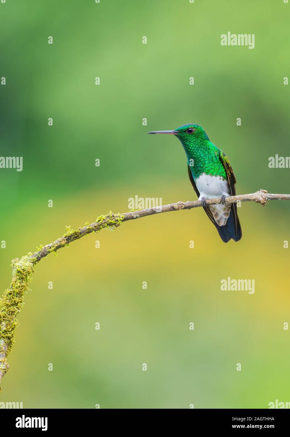 The Snowy-bellied Hummingbird’s clean white belly and its green chest ...