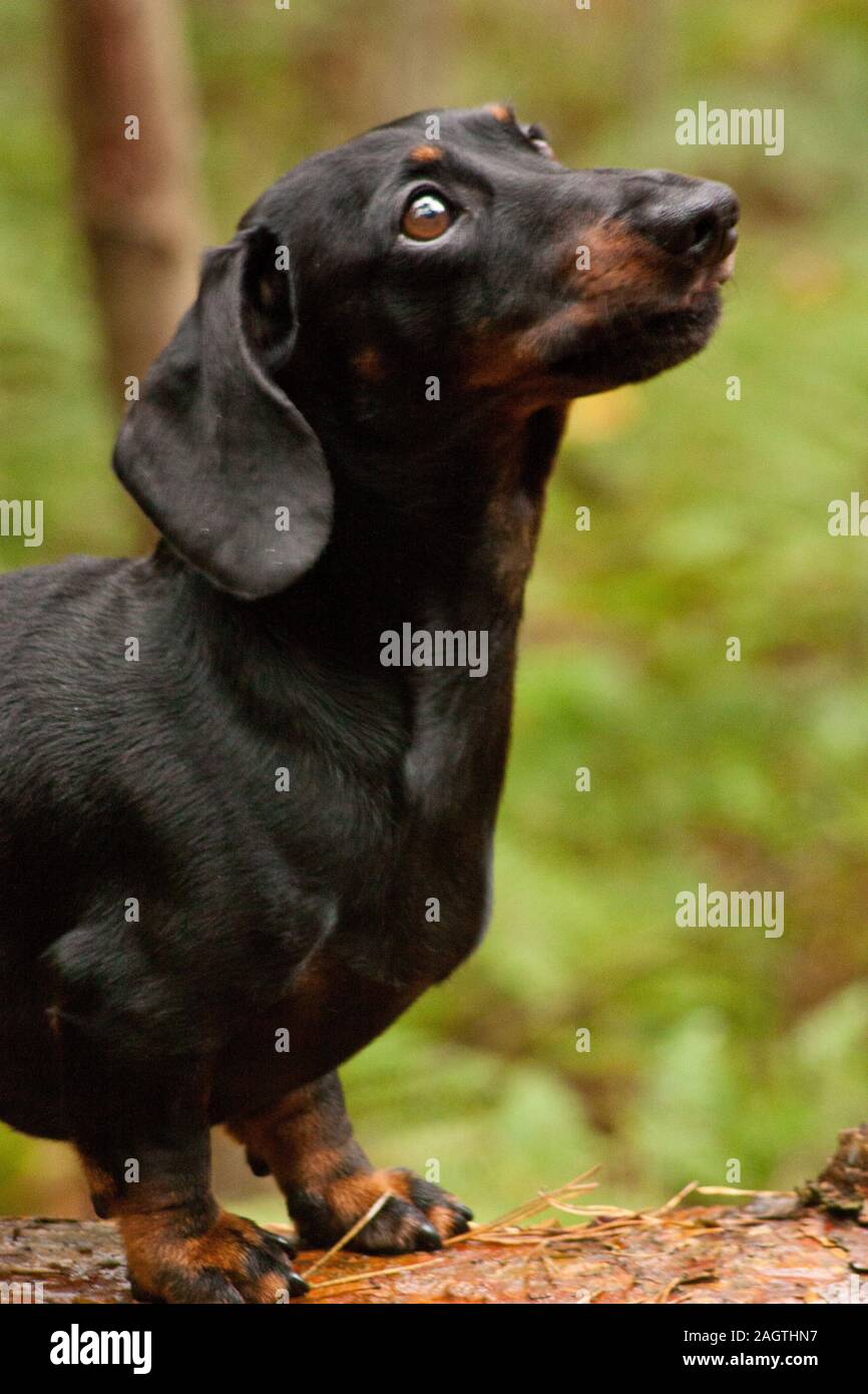 The wonderful breed of the Miniature Dachshund, dog Stock Photo - Alamy