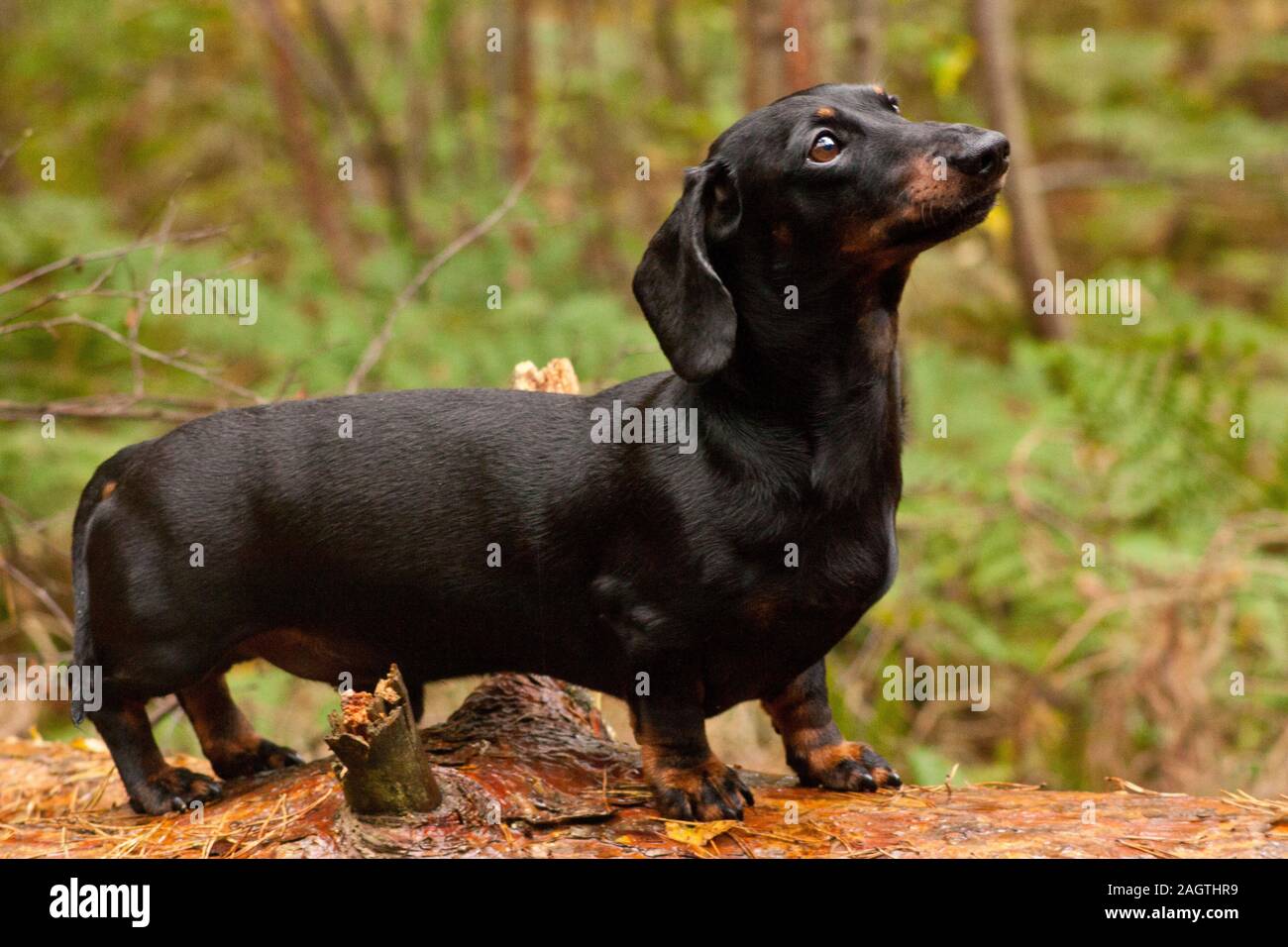The wonderful breed of the Miniature Dachshund, dog Stock Photo - Alamy