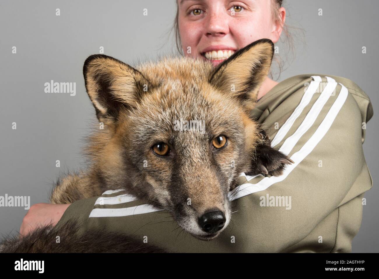 Red fox looking at camera photo hi-res stock photography and images - Alamy