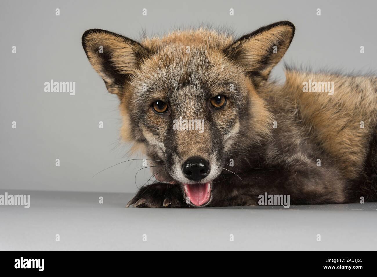 Red fox resting photo and image hi-res stock photography and images - Alamy
