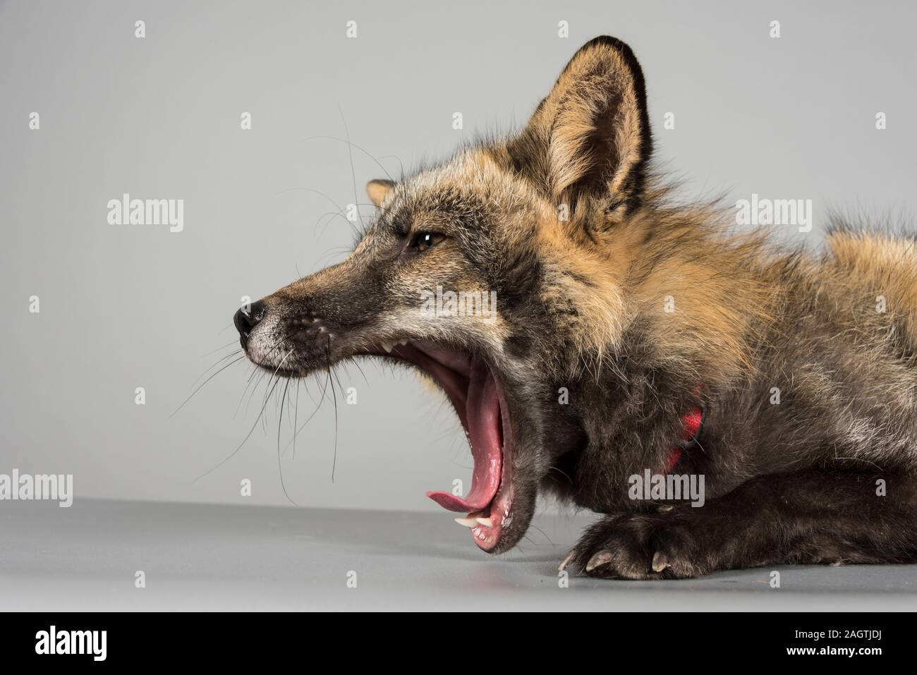 Red fox (rescue), UK Stock Photo - Alamy