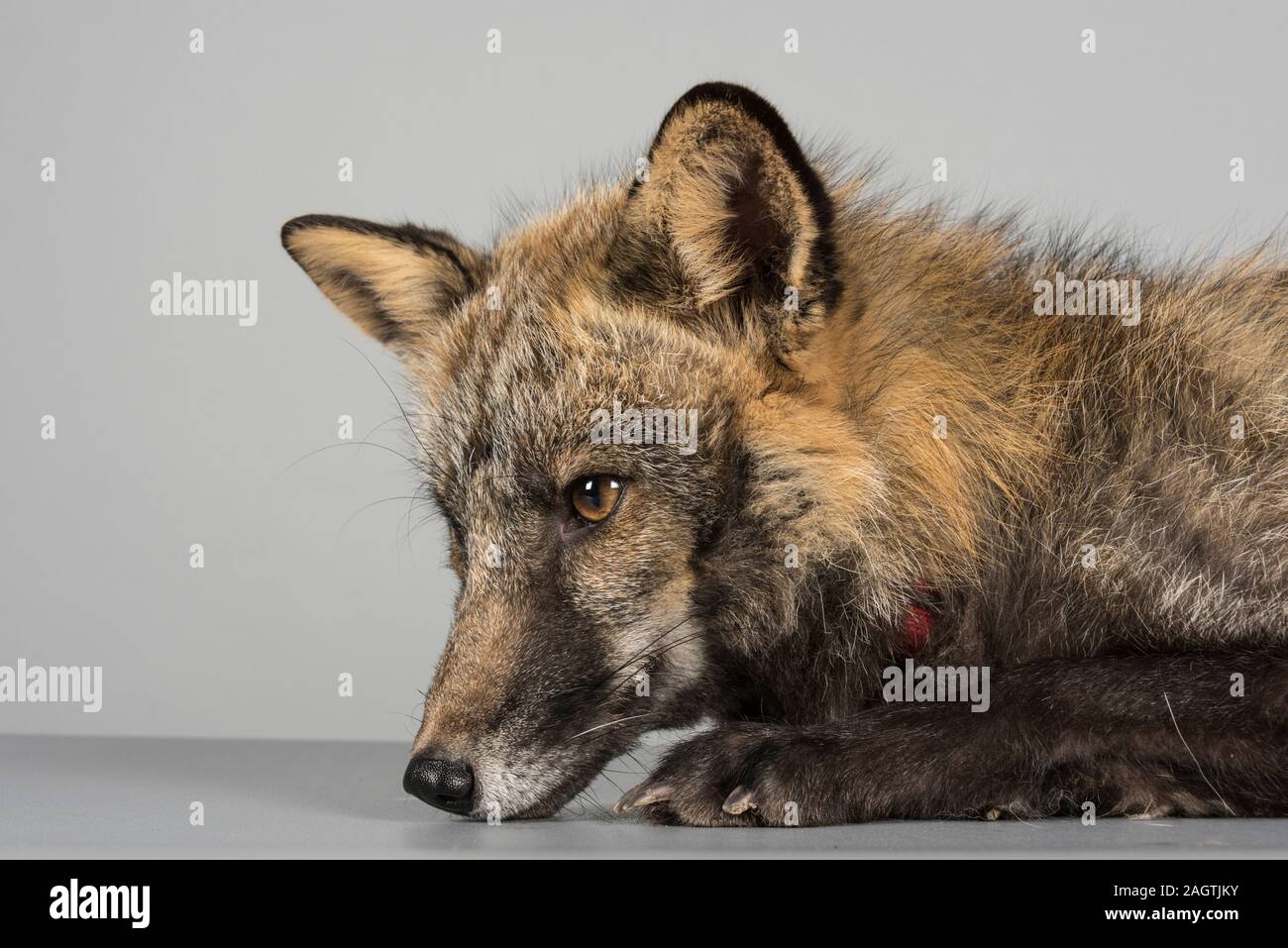 Red fox (rescue), UK Stock Photo - Alamy