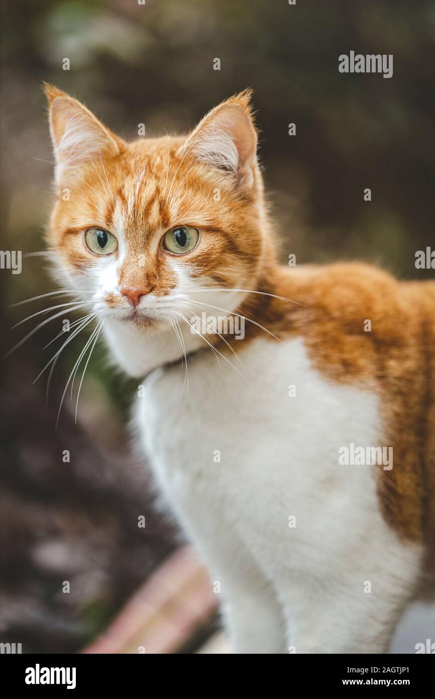 Cat that sees a threat is preparing for a jump, a cats emotions close ...