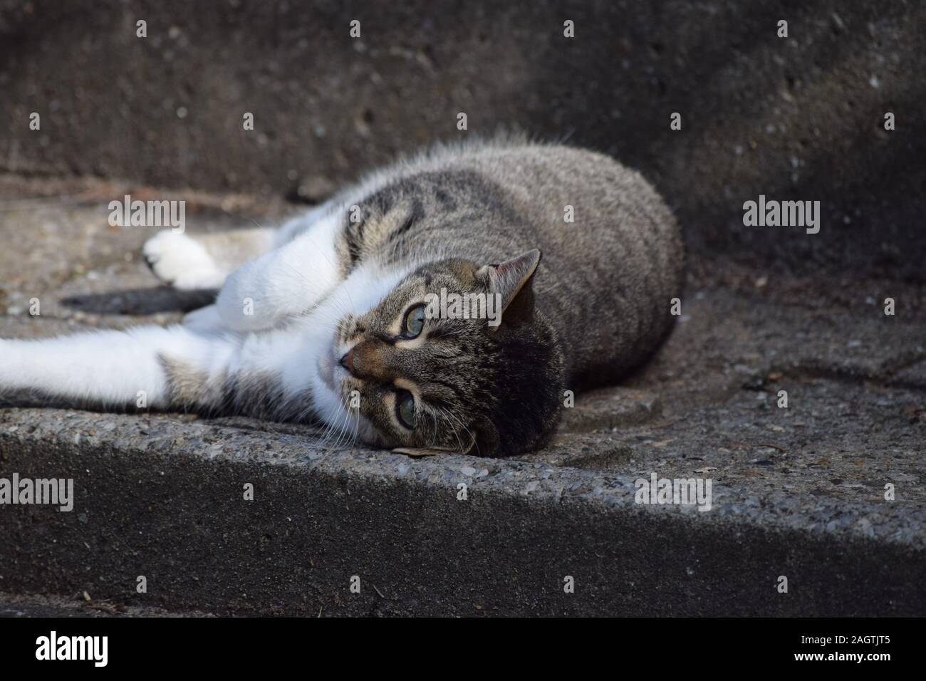 a Cat lies on a Step Stock Photo - Alamy
