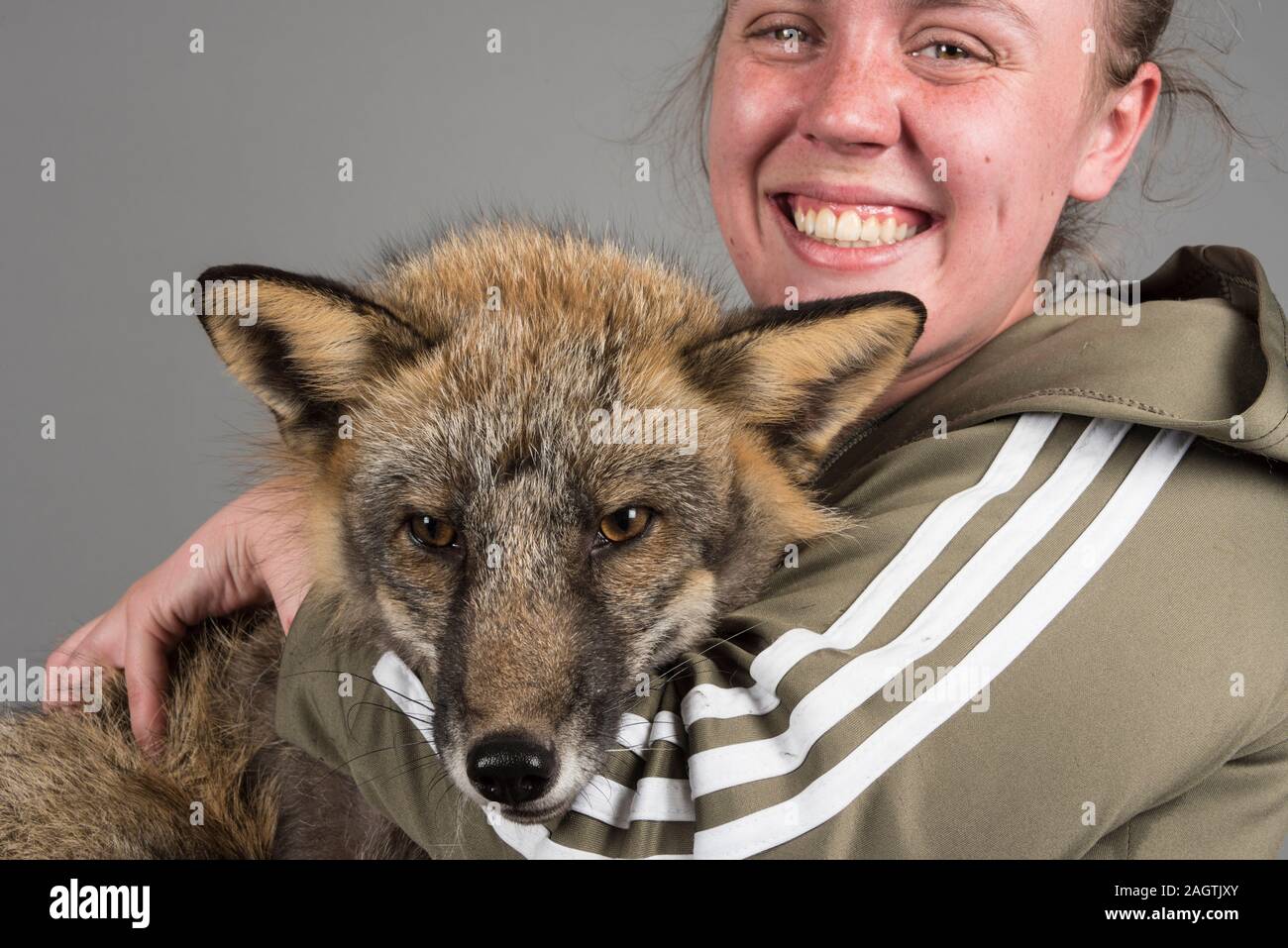 Red fox looking at camera photo hi-res stock photography and images - Alamy