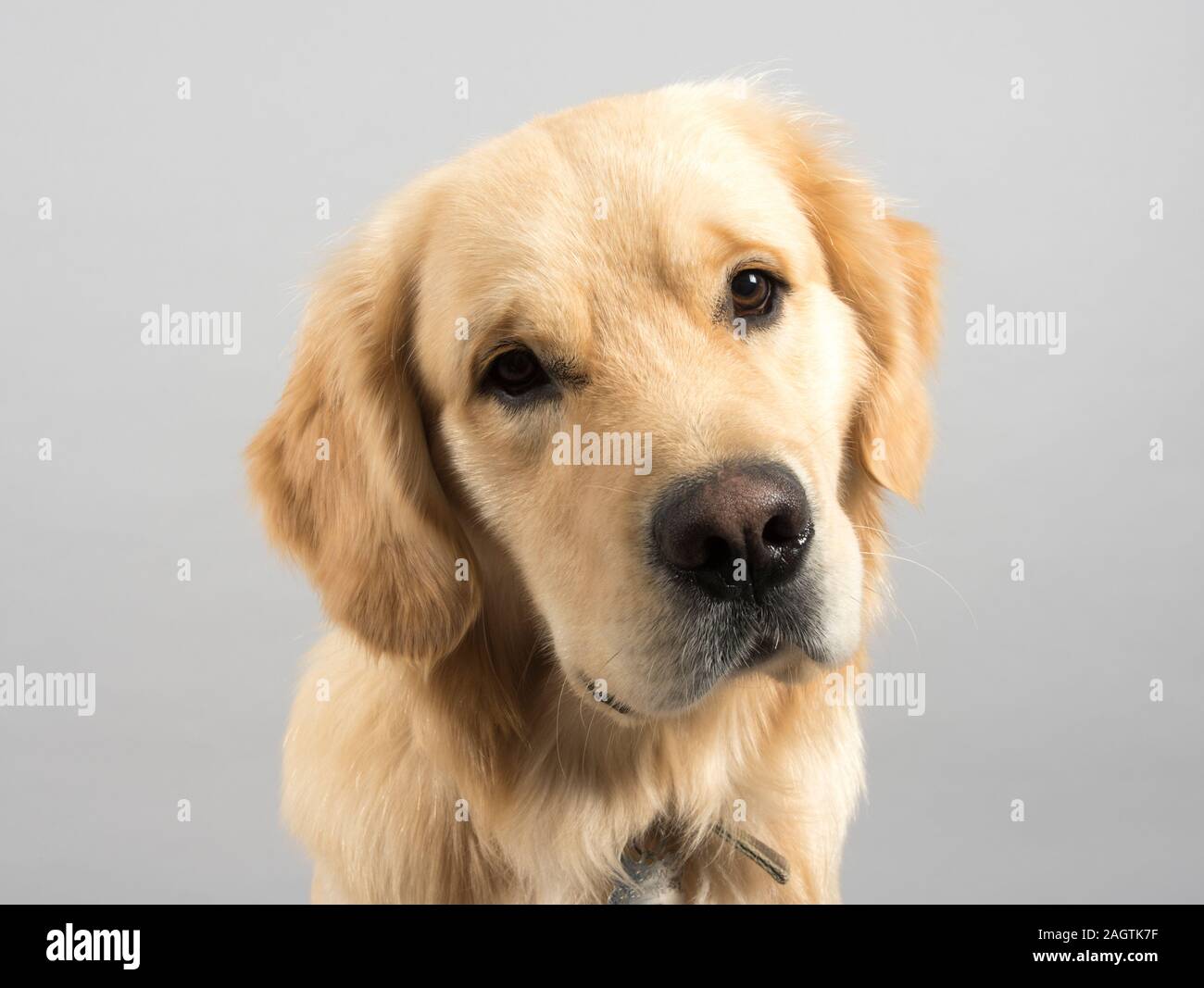 One year old golden retriever hi-res stock photography and images - Alamy