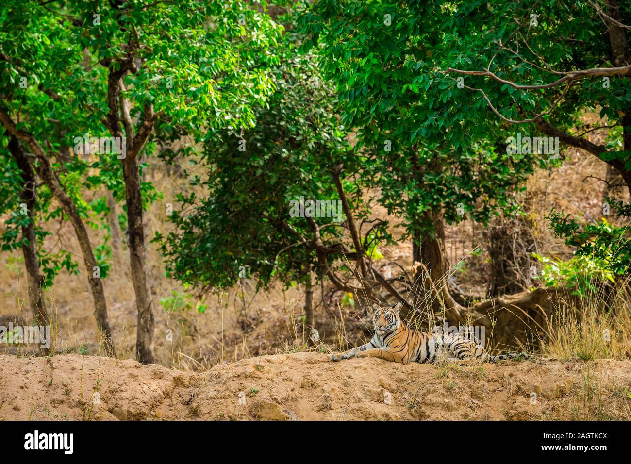 Wild Tigress resting in nature habitat with green background at ...