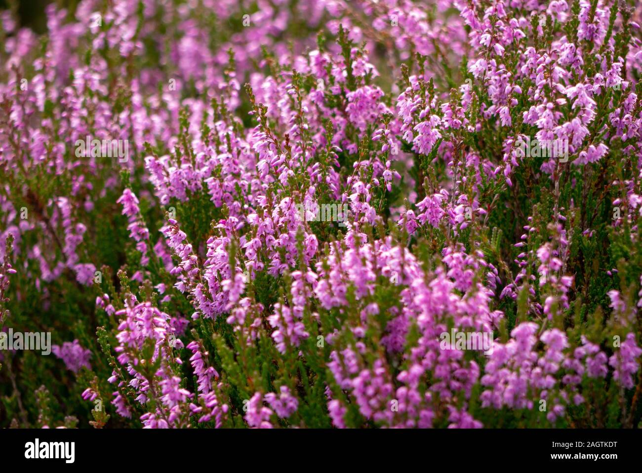 Heather scotland hi-res stock photography and images - Alamy