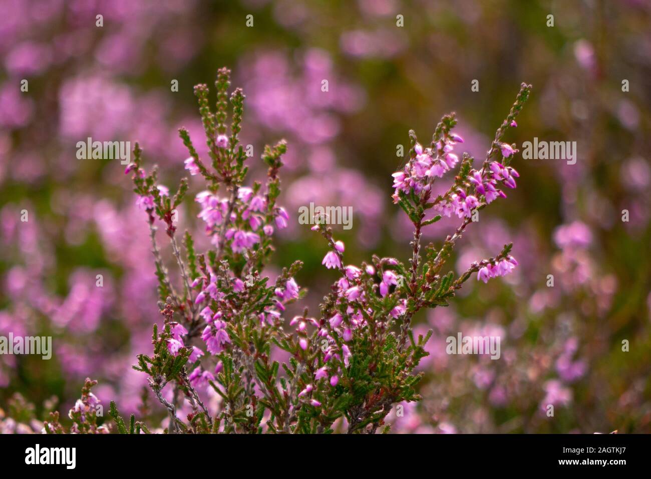 Heather scotland hi-res stock photography and images - Alamy