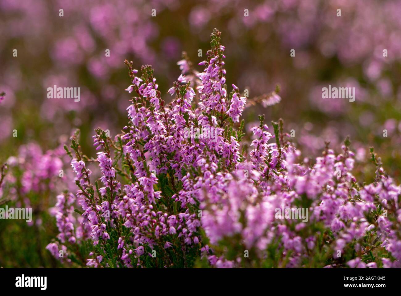 Scottish garden plant hi-res stock photography and images - Alamy