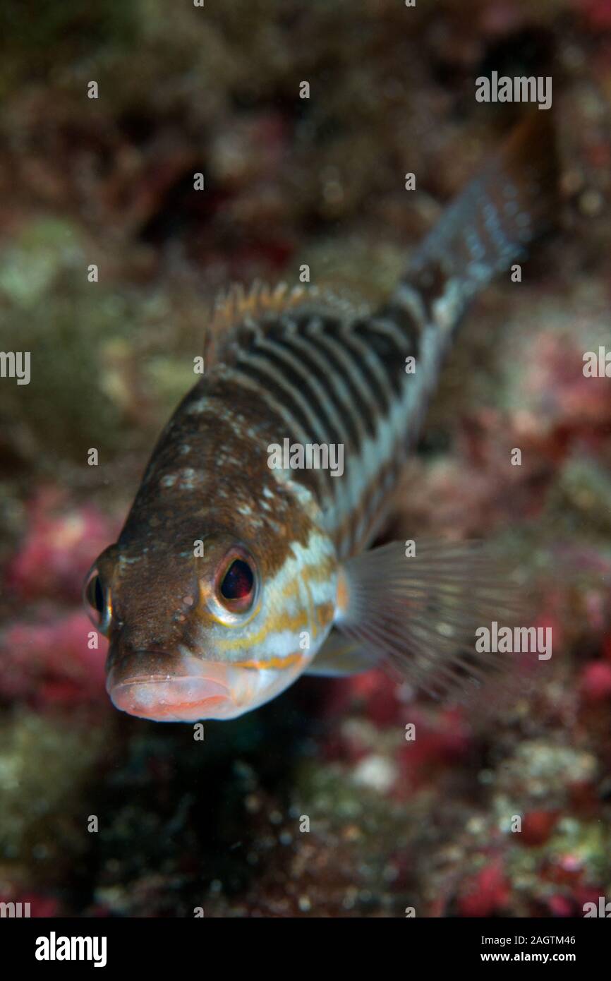 Comber fish hi-res stock photography and images - Alamy