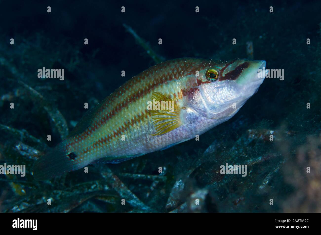 Male of peacock wrasse symphodus tinca hi-res stock photography and ...