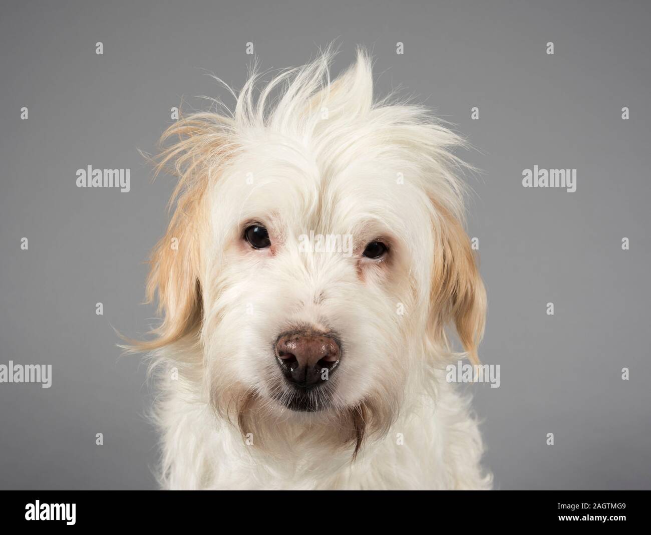 Fragile Dog High Resolution Stock Photography and Images - Alamy