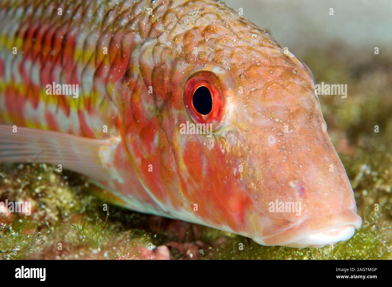 Striped mullet hi-res stock photography and images - Alamy