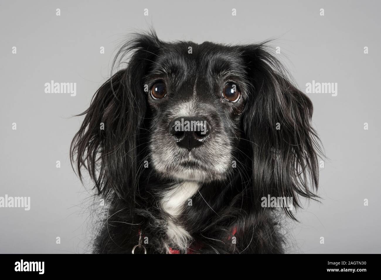 X breed hi-res stock photography and images - Alamy
