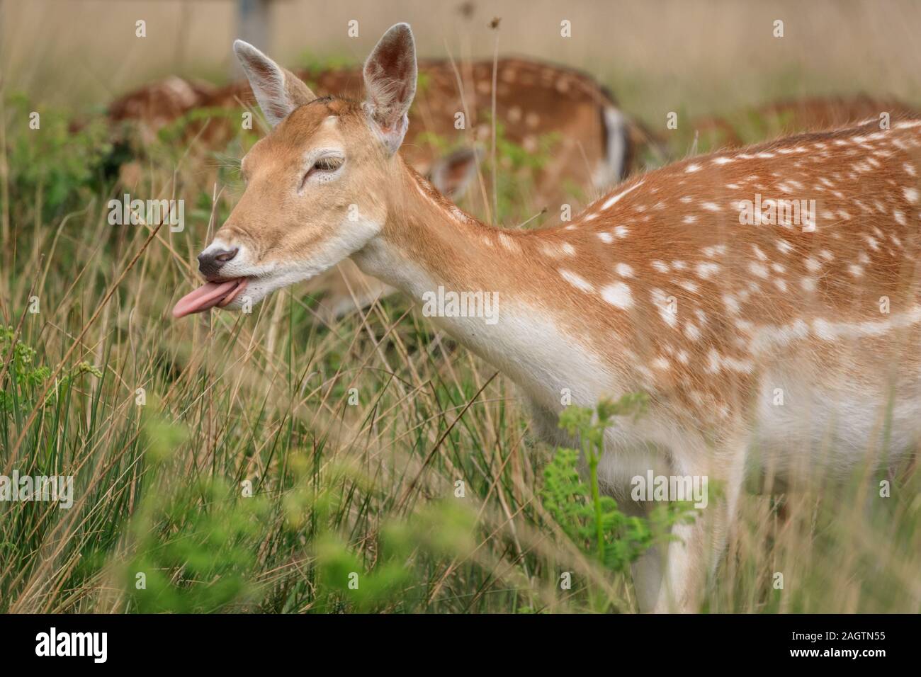 Female (doe) fallow deer (dama dama) sticks its tongue out to eat in ...
