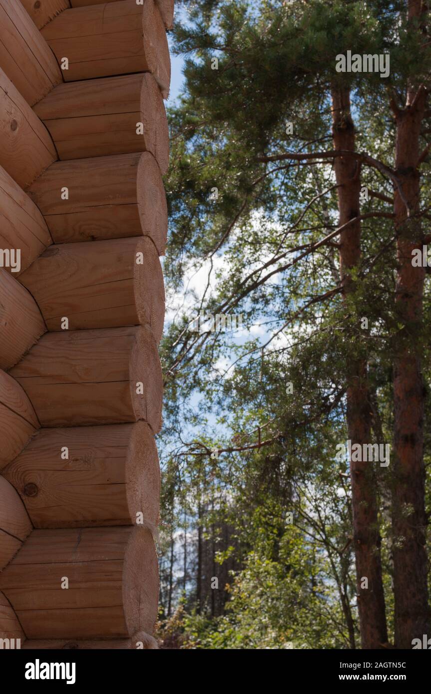 log hut on background of pine forest, drying and assembly of wooden log ...
