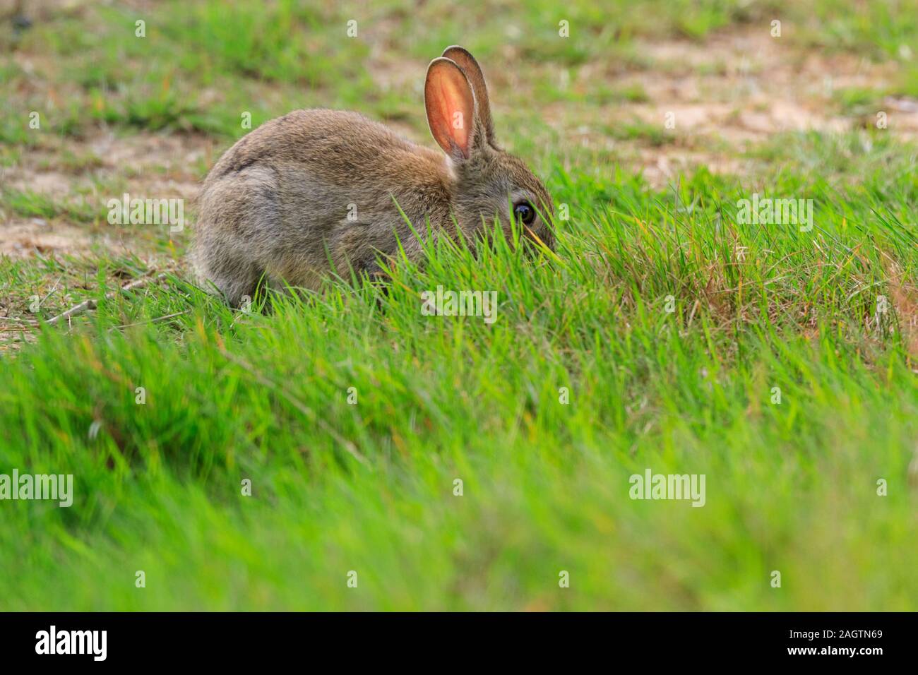 Grazing brown rabbit hi-res stock photography and images - Alamy