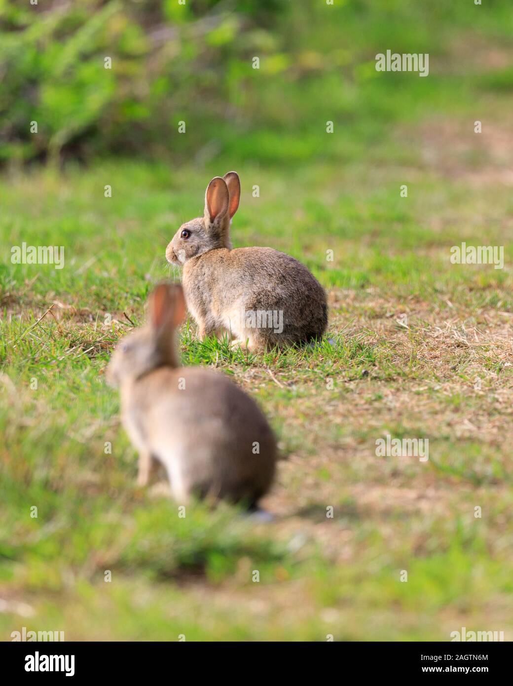 Rabbits grazing uk hi-res stock photography and images - Alamy