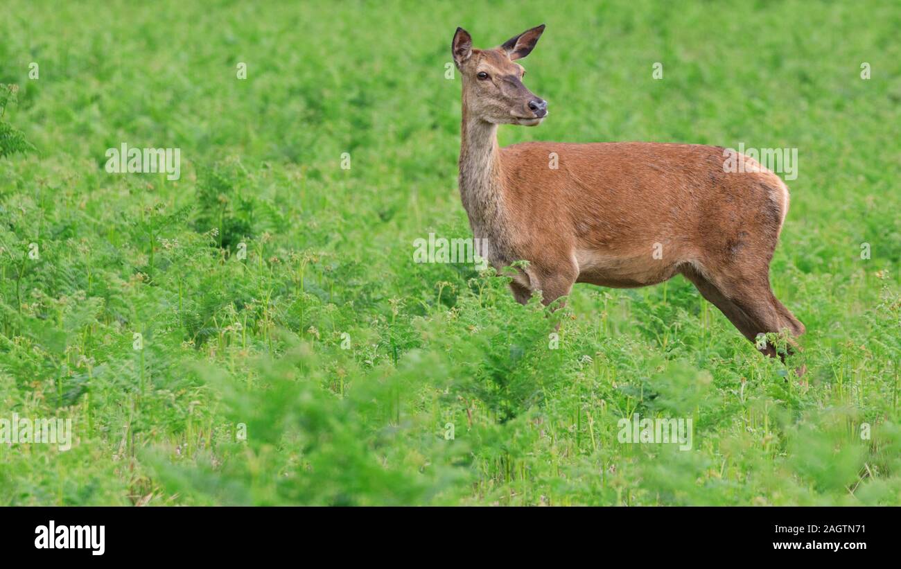 Wild red deer (cervus elaphus) female or hind, standing in fresh green ...