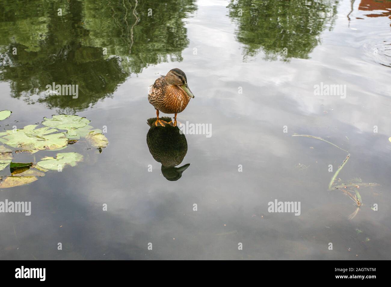 duck stands in water on an invisible log Stock Photo - Alamy