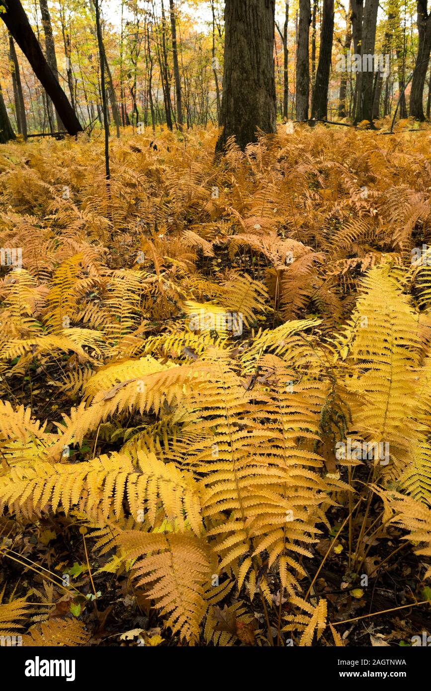 A forest floor is covered with golden and yellow ferns in the Indiana ...
